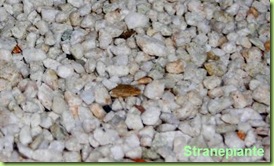 Inerti più usati per la composta